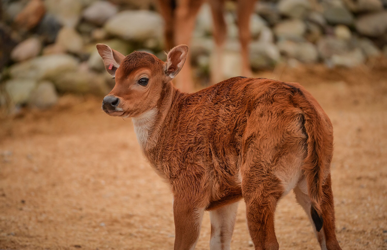 Banteng birth at Chester Zoo boosts conservation of rare species ...