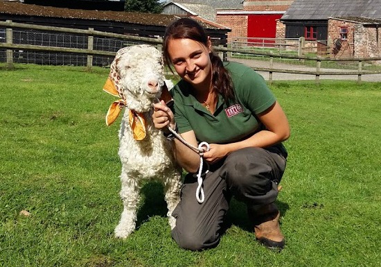 Tatton’s farm animals prepare to say thank you at Home Farm. - About ...