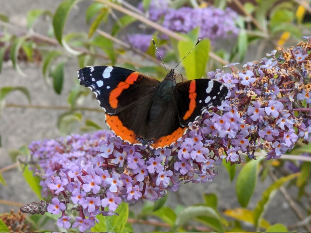 Greater Manchester spots 23,359 butterflies and moths in UK’s hottest ...