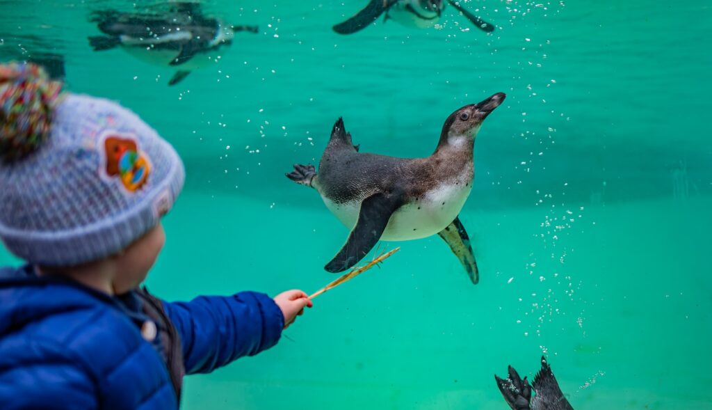 Chester Zoo hits new all-time visitor record in landmark year for ...